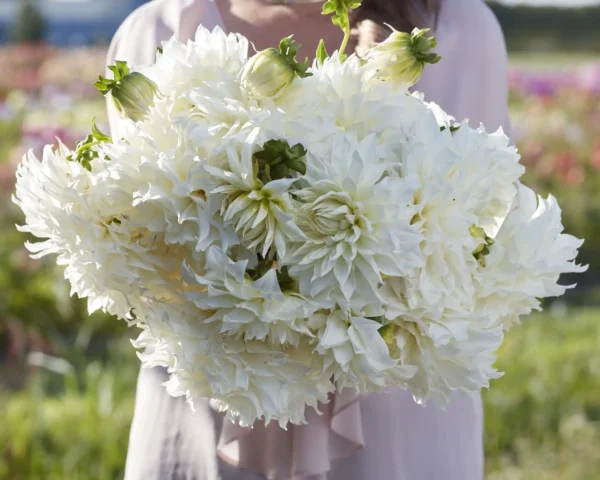Fleurel – Urban Dahlias offers premium dahlia tubers in South Africa ...