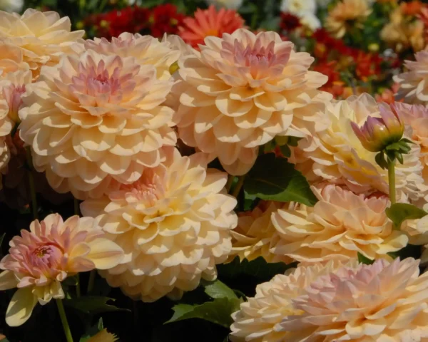 Maya – Urban Dahlias offers premium dahlia tubers in South Africa. Shop our tubers to grow ...